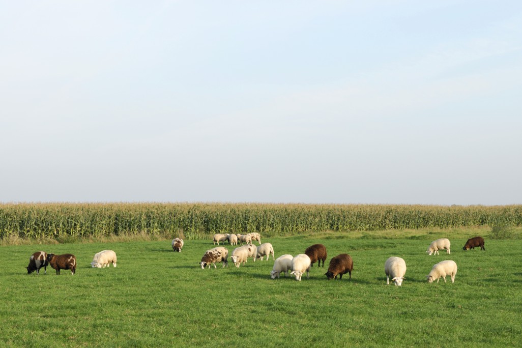 Wondering What to Feed Sheep? How about Field Corn! - Countryside